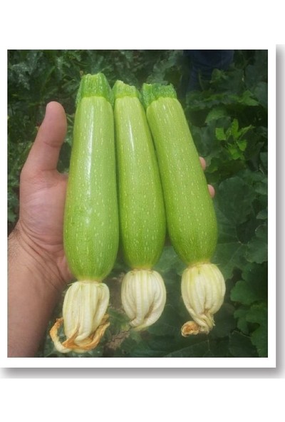 Mitofarm Inanlı Sakız Kabak Tohumu 25 Gr.