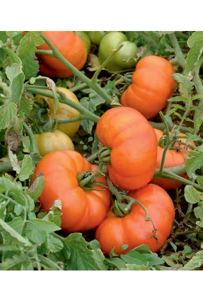 Mitofarm Sof Köy Domates Tohumu 5 Gr.