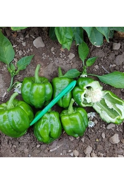 Mitofarm Antep Acı Dolma Biberi Tohumu 10 Gr. Mitofarm Antep Acı Dolma Biberi Tohumu 10 Gr.