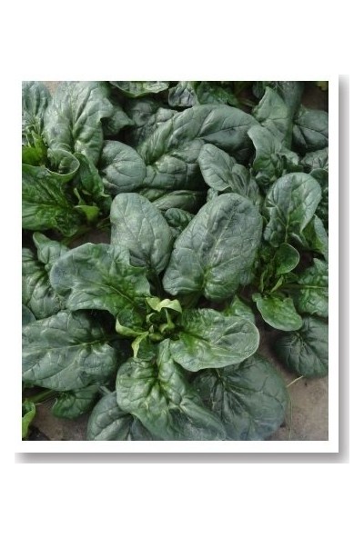 Green Line Ispanak Tohumu Geniş Yaprak( Ithal) 1 Kg. Green Line Ispanak Tohumu Geniş Yaprak( Ithal) 1 Kg.
