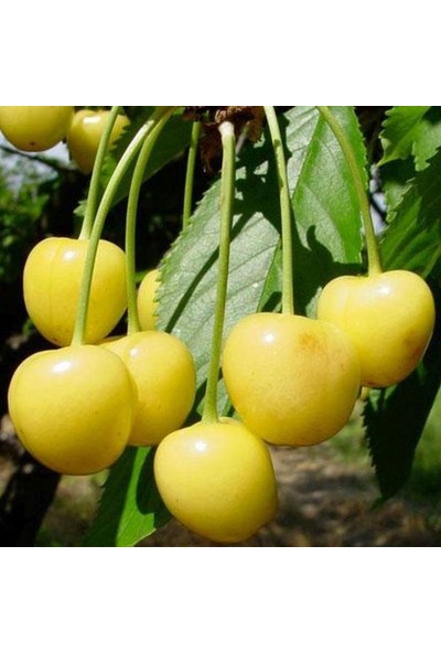 Murat Tohumculuk Murat Tohum Sarı Kiraz Ağacı Tohumu 5 Adet Tohum