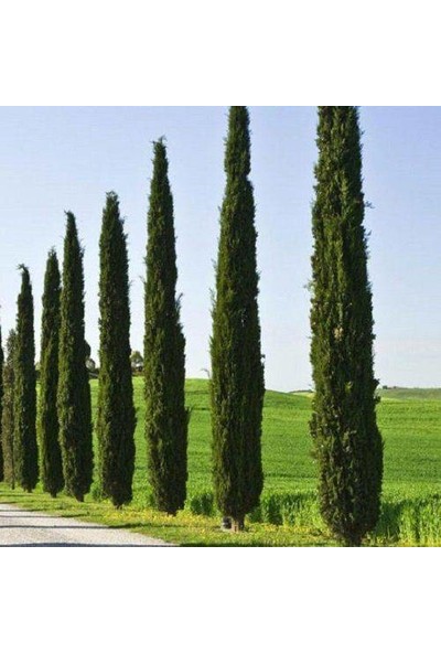 Murat Tohum Kara Servi Ağacı Tohumu 20 Adet Tohum