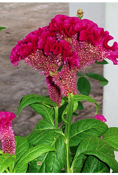 Murat Tohum Horoz Ibiği Çiçeği Tohumu 10 Adet Tohum