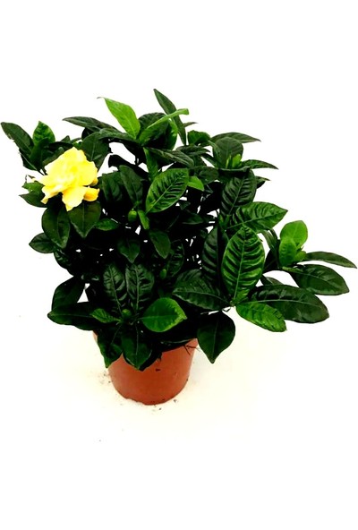 Fidanova Gardenya Miss Kokulu Çiçekli Bitki Fidanova Gardenya Miss Kokulu Çiçekli Bitki