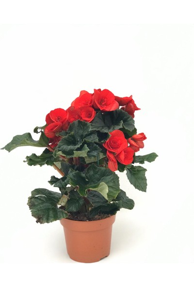 Fidanova Begonya Ithal Kırmızı Fidanova Begonya Ithal Kırmızı