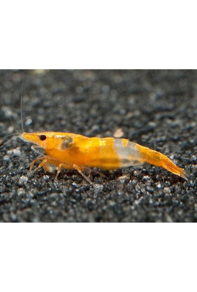 Turuncu Rili Karides 10 Adet Turuncu Rili Karides 10 Adet