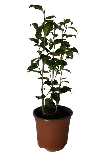 Bitkifidanım Camellia Japonica Kamelya Fidanı 50-60 cm