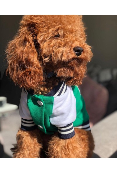 Lindo Lindodogs College Boston Sweatshirt XXS Lindo Lindodogs College Boston Sweatshirt XXS