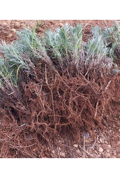 Net Tarım 25 Adet Lavanta Açık Kök Angustifolia Fidanı Fidesi Net Tarım 25 Adet Lavanta Açık Kök Angustifolia Fidanı Fidesi