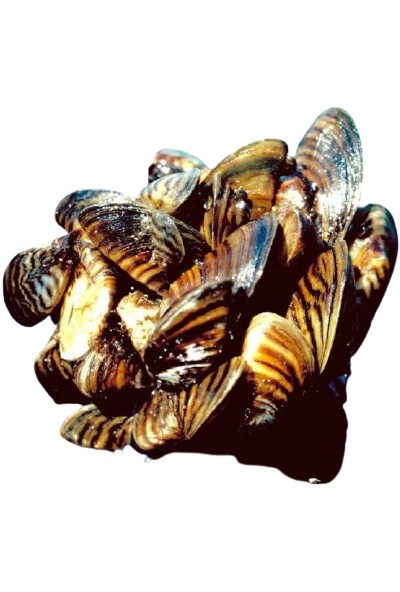 Canlı Petshop Tatlı Su Midyesi 10 Adet