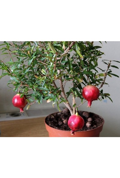 Murat Tohumculuk Murat Tohum Nar Ağacı Tohumu 5 Adet Tohum Murat Tohumculuk Murat Tohum Nar Ağacı Tohumu 5 Adet Tohum