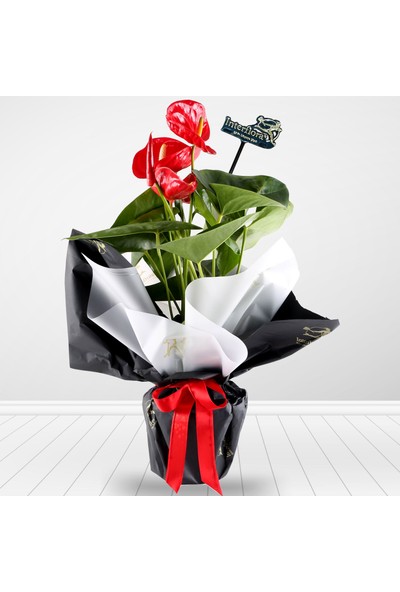 İnterflora Antoryum Çiçeği