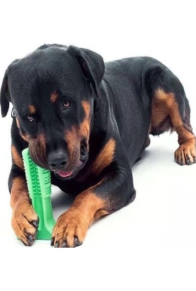 Tedarikçin Burada Köpek Diş Fırçası Isırma Aparatı Küçük Boy