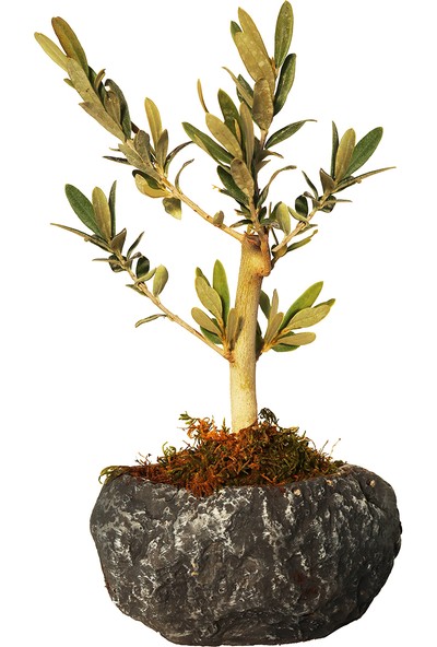 Kaya Şekilli Saksı Içinde Zeytin Bonsai