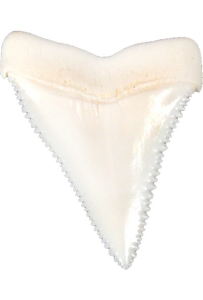 Köpekbalığı Dişi-Azı