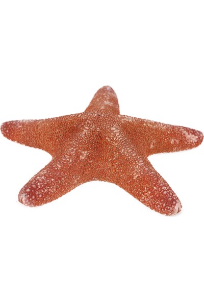 Deniz Yıldızı-Orman 4-6