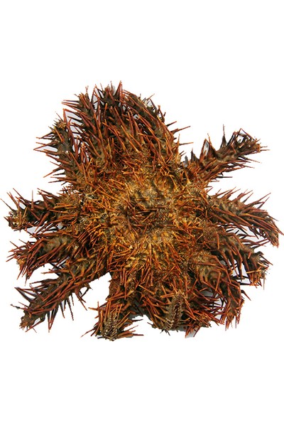 Deniz Yıldızı-Crown Of Thorns Deniz Yıldızı-Crown Of Thorns