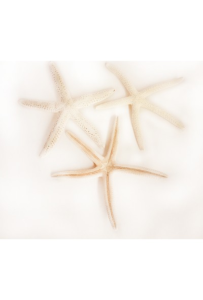 Deniz Yıldızı(Beyaz Parmak)2