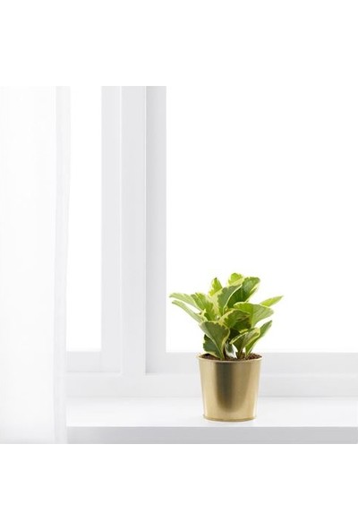 Ikea Daıdaı Saksı Pirinç Rengi 9Cm.