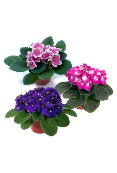 TURKİYEFİDAN Afrika Menekşesi 3 Adet Renkli (Çiçek Coşturan) TURKİYEFİDAN Afrika Menekşesi 3 Adet Renkli (Çiçek Coşturan)