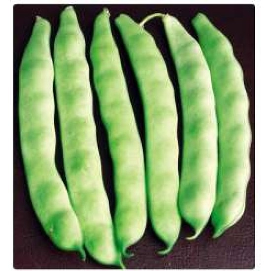 Murat Tohumculuk Murat Tohum Magnumax Demir Fasulye Tohumu Fiyatı