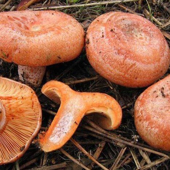 Mantarcı Anne Kanlıca Mantarı Çintar Çam Melki Mantar Tohumu Fiyatı