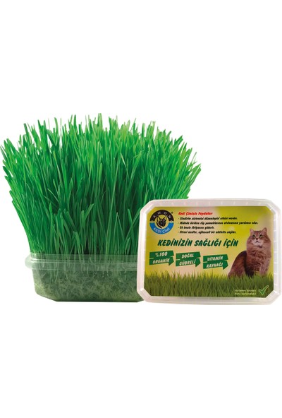 Amon Organik Kedi Çimi