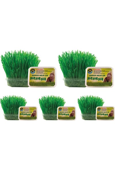 Amon Organik Kedi Çimi 5'li