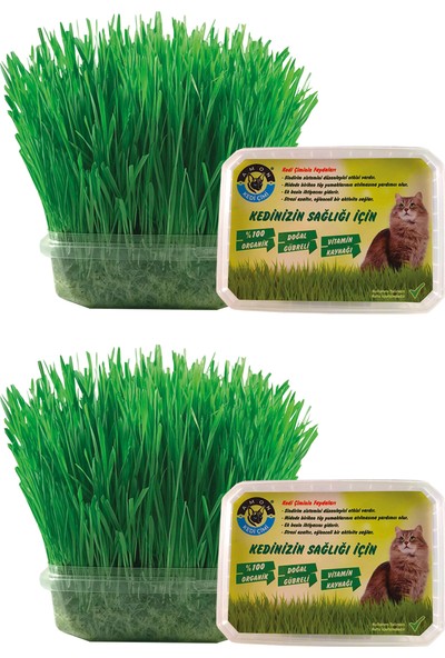 Amon Organik Kedi Çimi 2'li