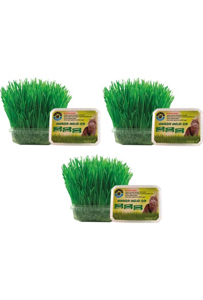 Amon Organik Kedi Çimi 3'lü