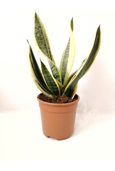 Paşa Kılıcı Sansevieria