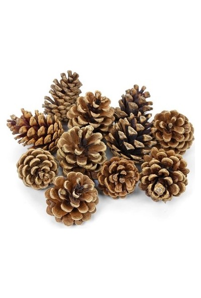 Robin Express Çam Kozalak 10'lu