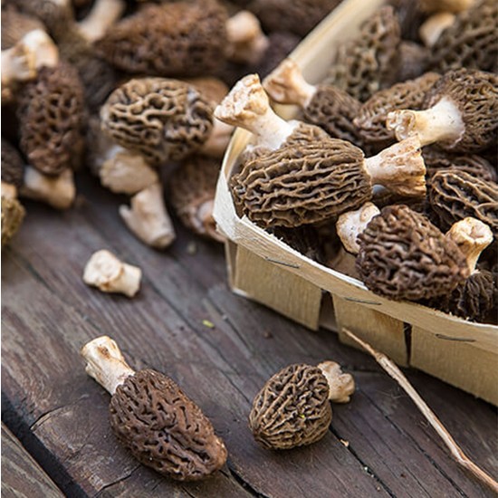 Mantarcı Anne Kanlıca Mantarı Çintar Çam Melki Mantarı Sıvı Fiyatı