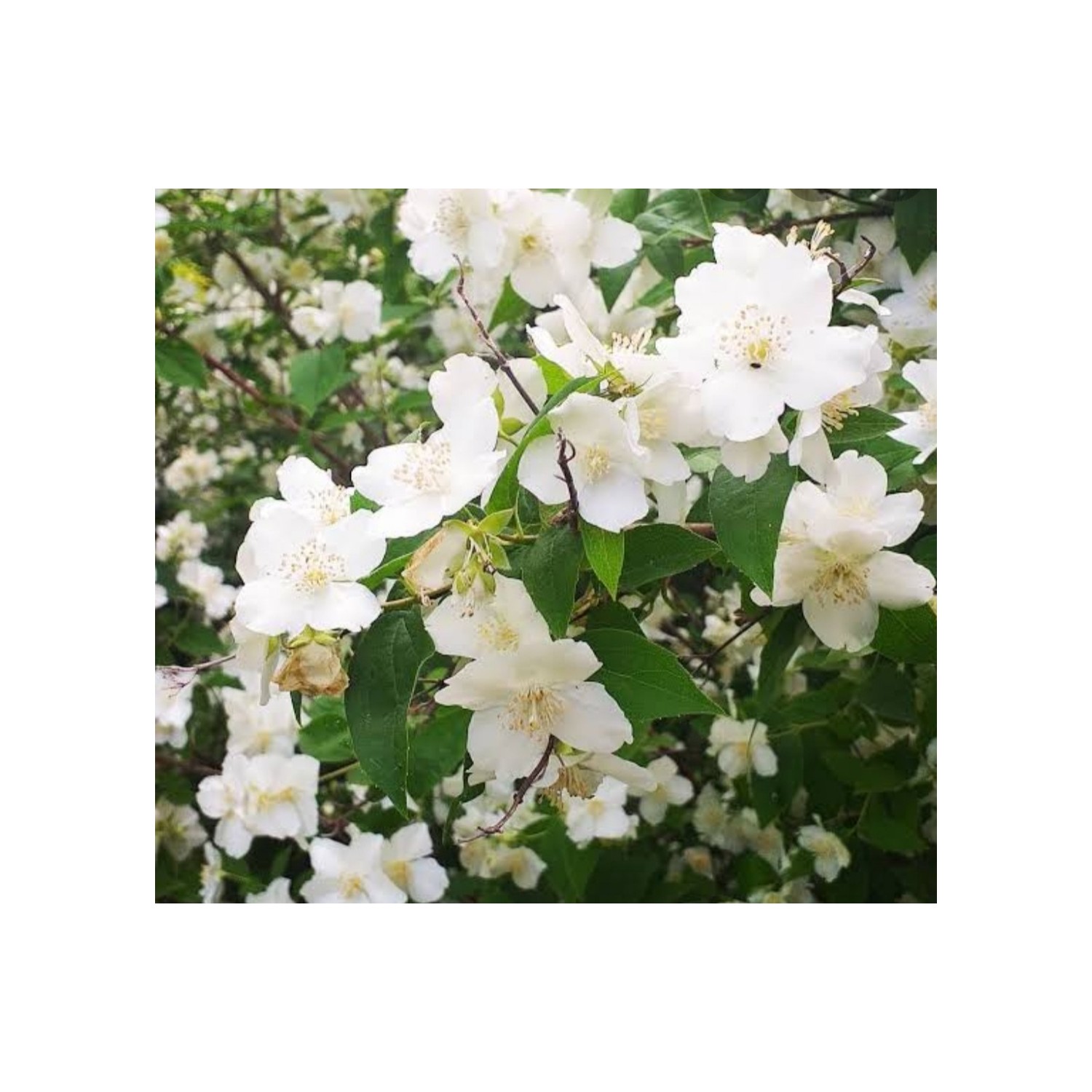 Önderler Fil Bahri Çiçeği 1,50 cm Boyunda Saksı Içinde Hoş Fiyatı