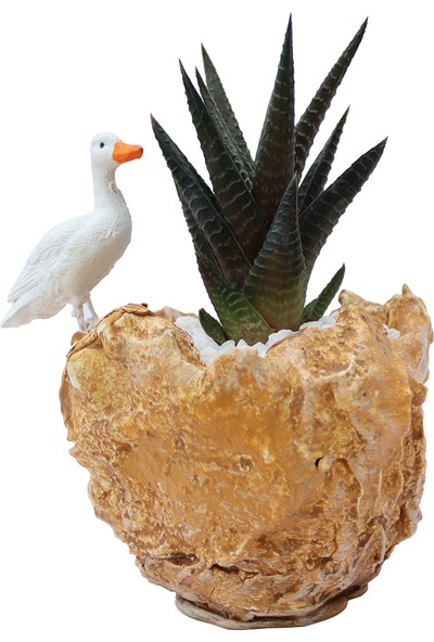 Fideland Yaban Ördeği Figürlü Haworthia Limifolia - Sütlü Kahve