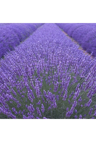 Net Tarım 55 Adet Lavanta Açık Kök Angustifolia Fidanı Fidesi Net Tarım 55 Adet Lavanta Açık Kök Angustifolia Fidanı Fidesi