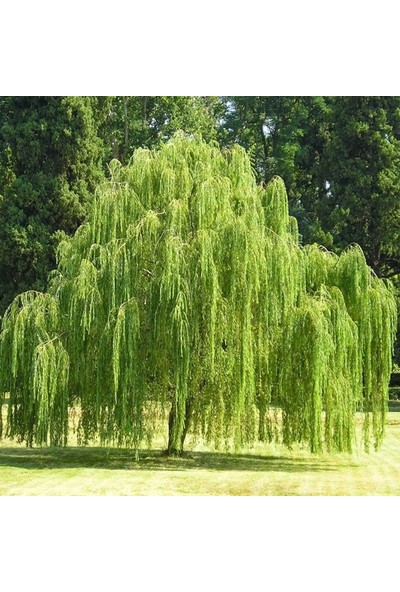 Fidan Sepetim 3 Yaş Salkım Söğüt Fidanı (Salix Babylonica)