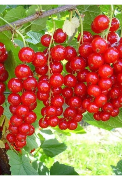 Önderler Kırmızı Frenk Üzüm Fidanı