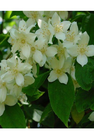 Önderler Fil Bahri Çiçeği 1,50 cm Boyunda Saksı Içinde Hoş Kokulu Çiçek Fidanı Önderler Fil Bahri Çiçeği 1,50 cm Boyunda Saksı Içinde Hoş Kokulu Çiçek Fidanı