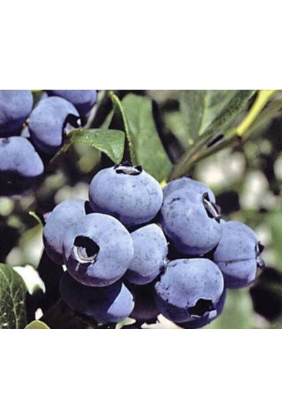 Önderler Siyah Yaban Mersini Viyolde Önderler Siyah Yaban Mersini Viyolde