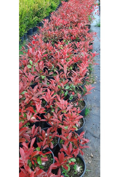 Önderler Bodur Alev Çalısı