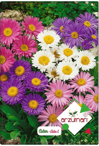 Arzuman Aster Çiçeği Tohumu (50 Adet) Farklı Renklerde Arzuman Aster Çiçeği Tohumu (50 Adet) Farklı Renklerde