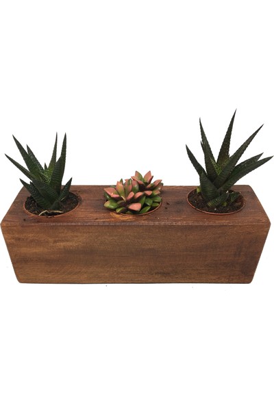 Levant Kaktüs Sukulent Aranjmanı Ahşap 3 Adet Bitkili-09 Levant Kaktüs Sukulent Aranjmanı Ahşap 3 Adet Bitkili-09