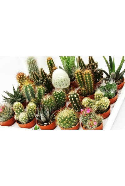 Ege Garden 12 Adet Kaktüs Seti Canlı Bitkiler