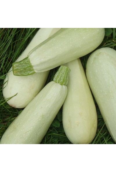 OnlineBahçem Doğal Beyaz Kabak Fidesi (5 Adet) OnlineBahçem Doğal Beyaz Kabak Fidesi (5 Adet)