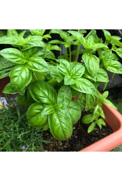 OnlineBahçem Green Beauty Yeşil Yapraklı Fesleğen Fidesi (5 Adet) OnlineBahçem Green Beauty Yeşil Yapraklı Fesleğen Fidesi (5 Adet)