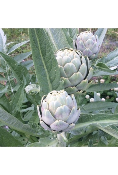 OnlineBahçem Doğal Ata Enginarı Fidesi(3 Adet) OnlineBahçem Doğal Ata Enginarı Fidesi(3 Adet)