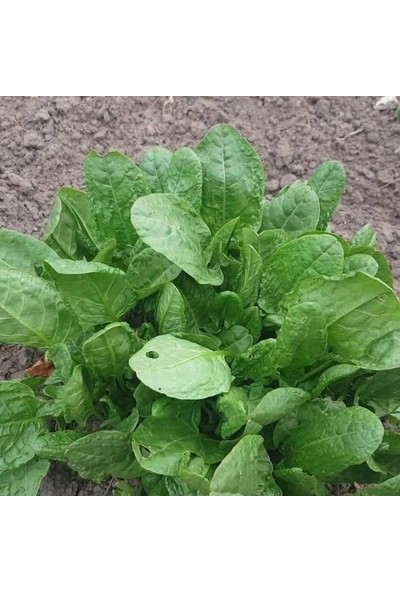 OnlineBahçem Saksıda Ekilmiş Hazır Kuzu Kulağı Fidesi (9 Luk Saksıda) OnlineBahçem Saksıda Ekilmiş Hazır Kuzu Kulağı Fidesi (9 Luk Saksıda)