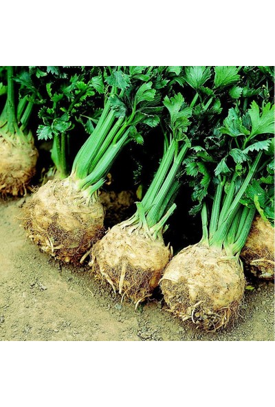 OnlineBahçem Doğal Kereviz Fidesi (5 Adet) Sınırlı Stok OnlineBahçem Doğal Kereviz Fidesi (5 Adet) Sınırlı Stok