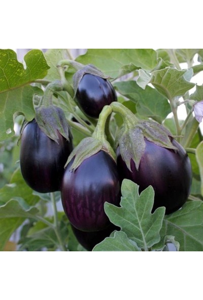 OnlineBahçem Bol Dökümlü Topan Patlıcan Fidesi (5 Adet) OnlineBahçem Bol Dökümlü Topan Patlıcan Fidesi (5 Adet)